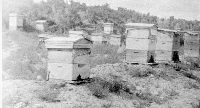eliza jane donavan Young Female Beekeeper In The 1870s | Bee Culture