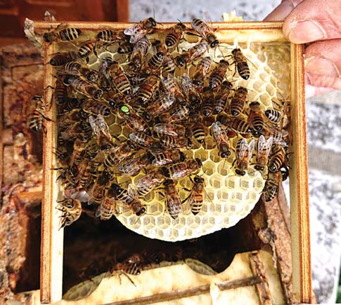 Varroa Resistant Bees Get $1 Million In Norway | Bee Culture