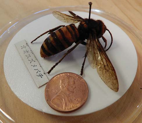 Murder Hornet: The Japanese Perspective | Bee Culture