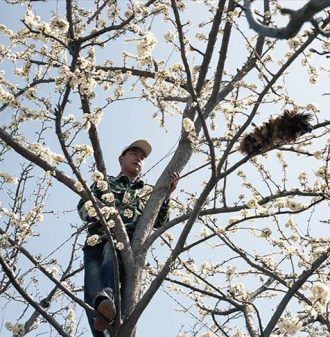 Pollination In China | Bee Culture
