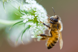 Sugar For Bees | Bee Culture