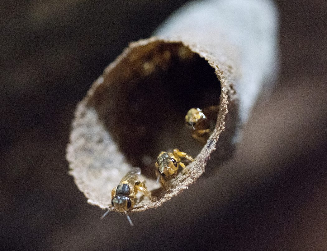 Minding Your Bees and Cues | Bee Culture