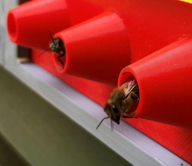 Protectabee™: An All-In-One Adjustable Hive Entrance | Bee Culture
