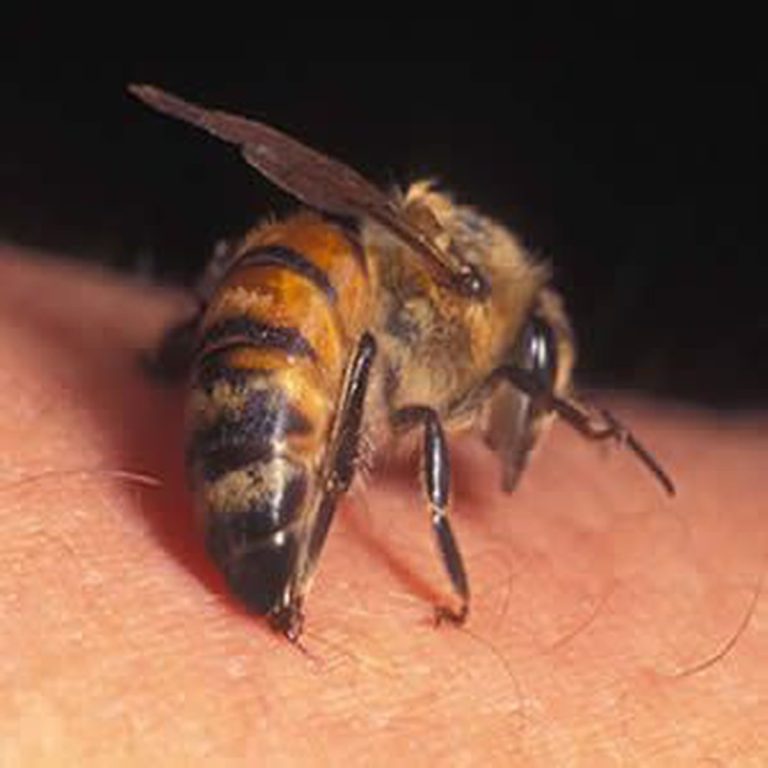 Honey Bee Stinger | Bee Culture