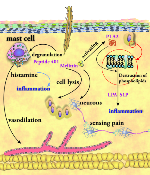 Honey Bee Stinger | Bee Culture