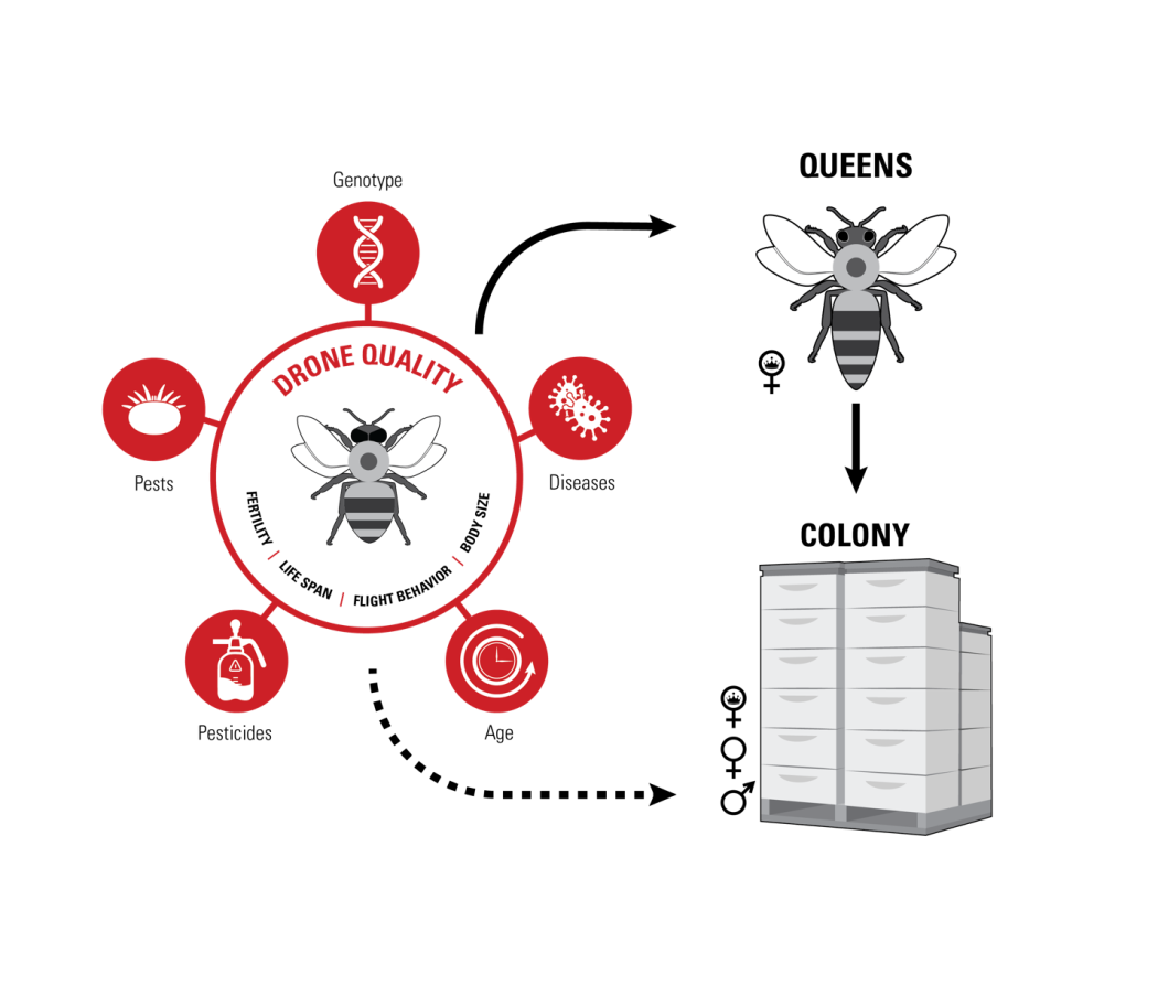 What Can Drones Tell Us About the Colony? | Bee Culture