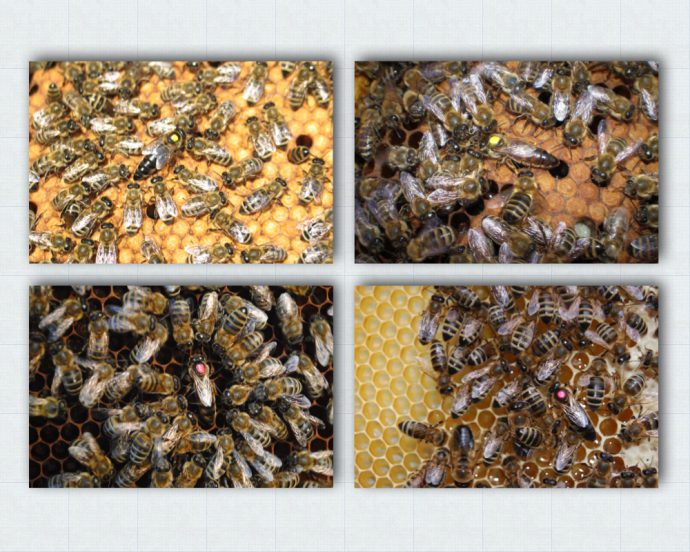 World Bee Day in Ukraine During the Russian Invasion | Bee Culture