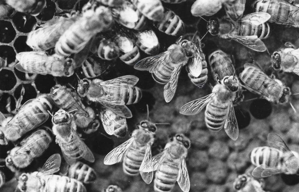 40K Bees Swarmed Lions Club Meeting in 1921 | Bee Culture