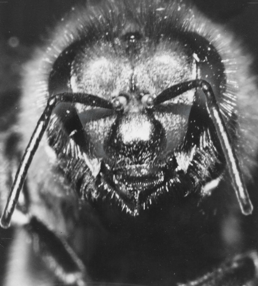 40K Bees Swarmed Lions Club Meeting in 1921 | Bee Culture