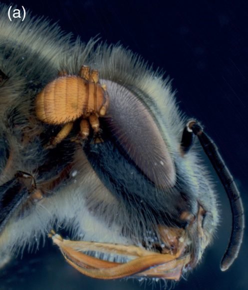 Bee Vet | Bee Culture