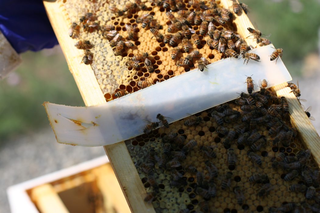 Bee Vet | Bee Culture