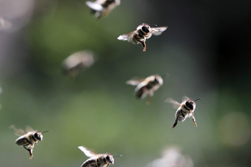 Bee Vet | Bee Culture