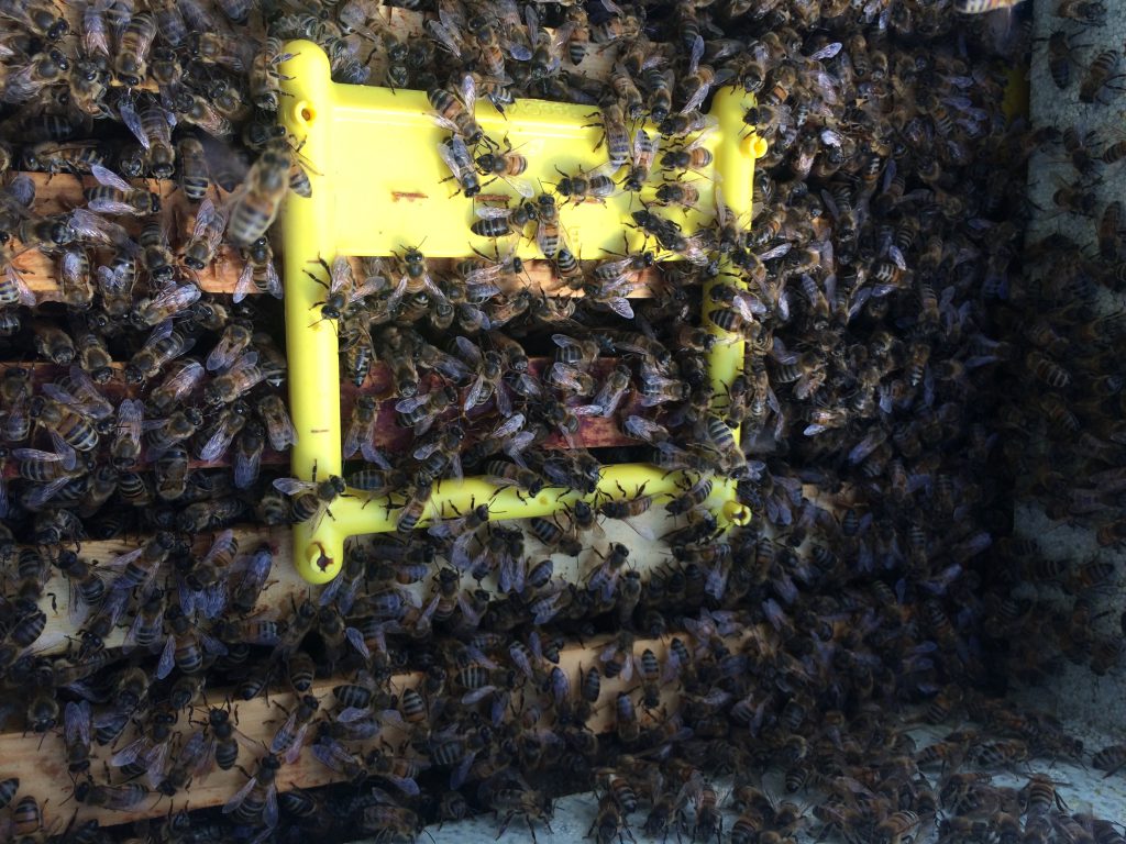 Interview with an Inventor | Bee Culture