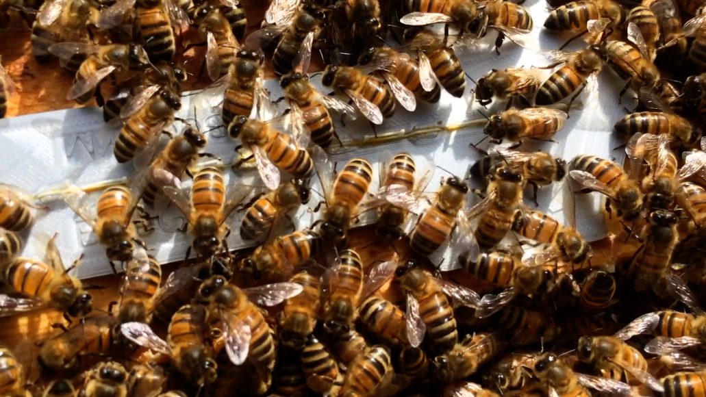 Interview with an Inventor | Bee Culture