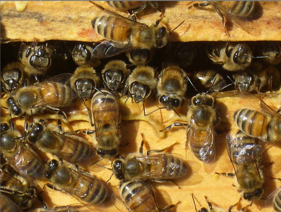 Bee Vet | Bee Culture