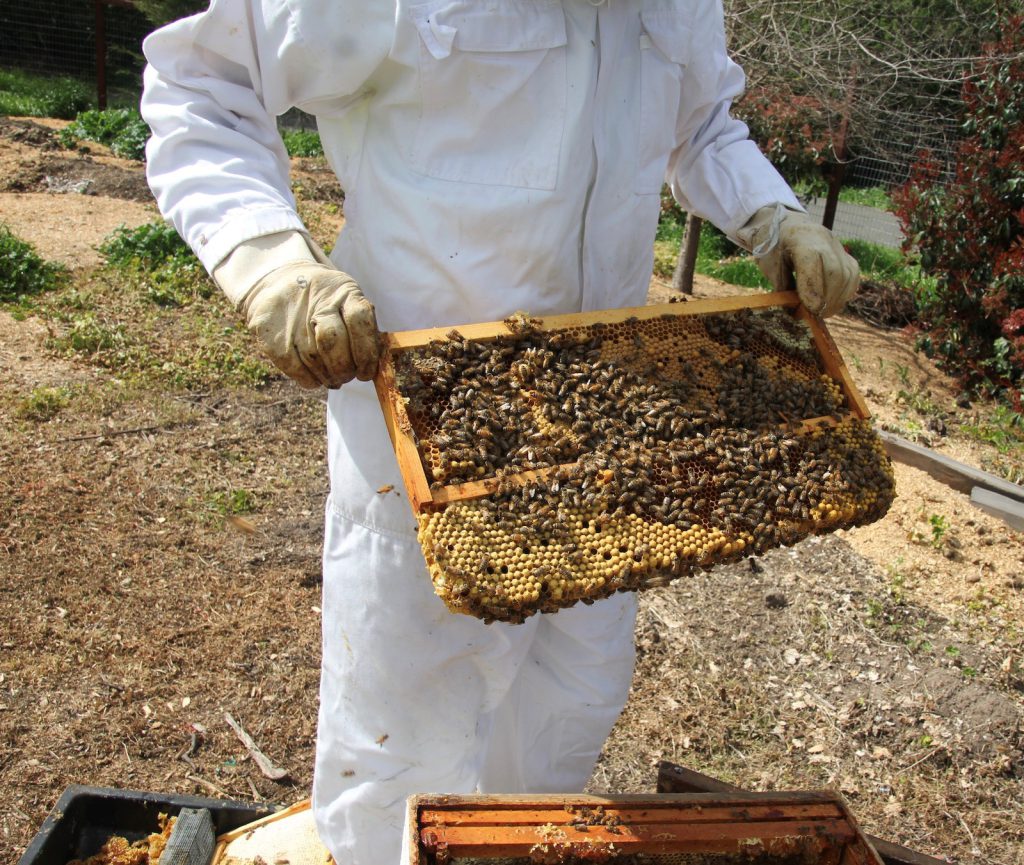 Making Equipment Choices in Beekeeping | Bee Culture