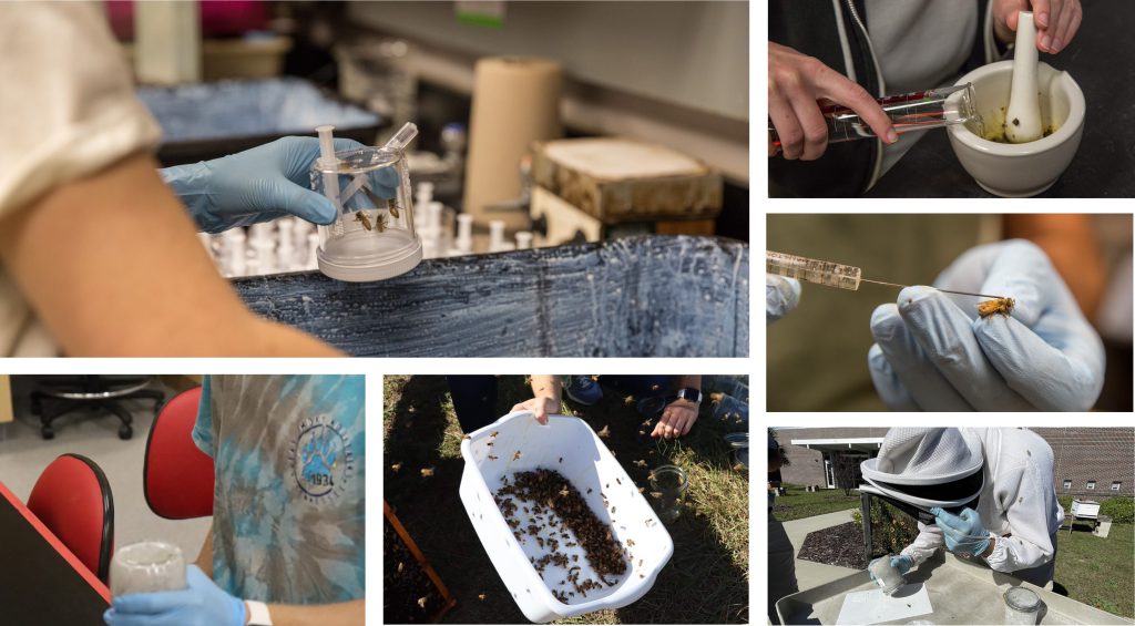 Research on Honey Bees | Bee Culture