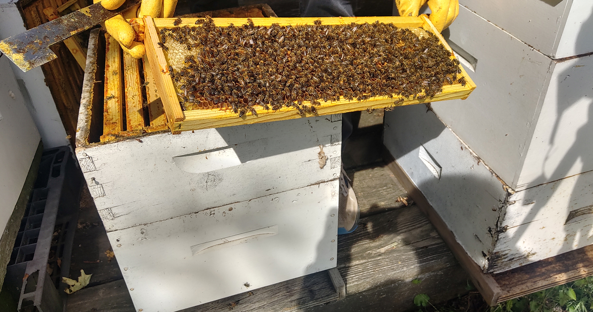 How to Inspect & Evaluate Your Hive | Bee Culture