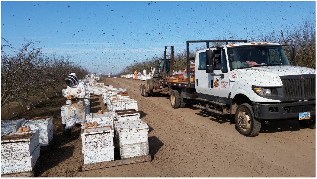 The Carl Hayden Bee Research Center | Bee Culture