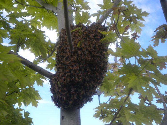 Control Swarming Without Splitting | Bee Culture