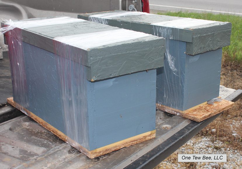 Buying and Establishing Bee Colony Splits | Bee Culture