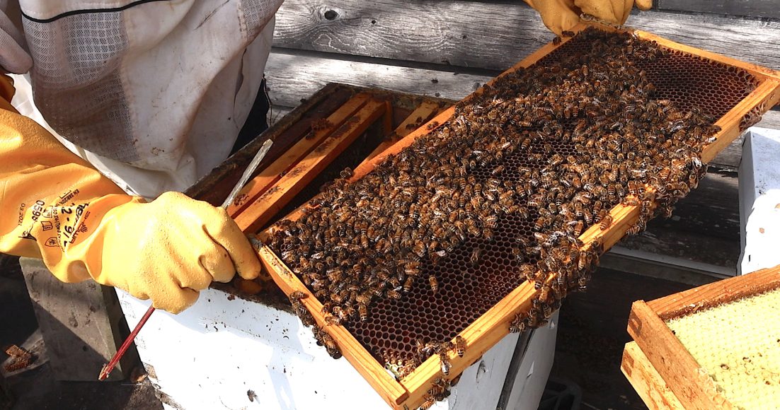 June 2023 | Bee Culture