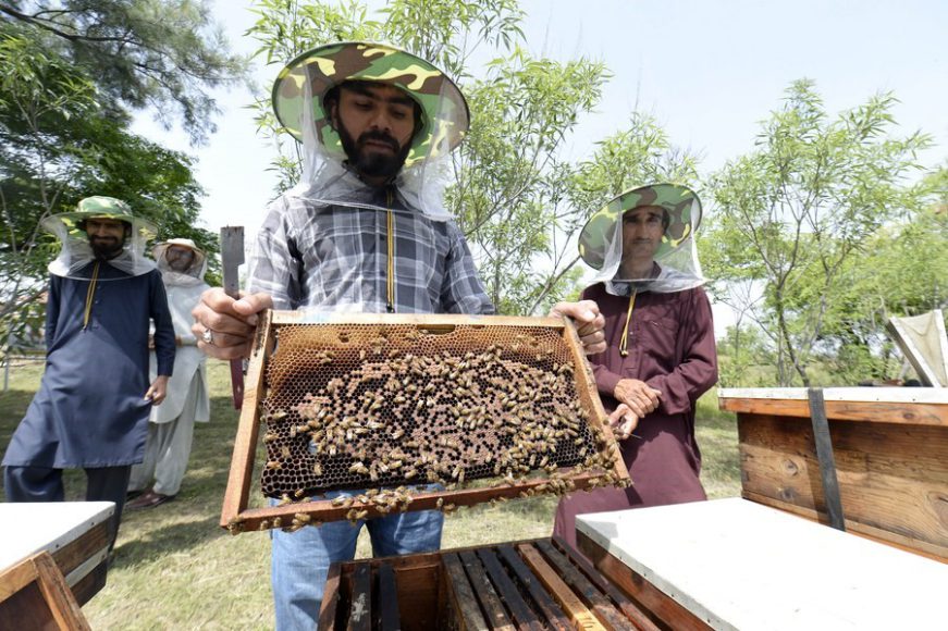 Pakistani Beekeeping with Help – Catenus