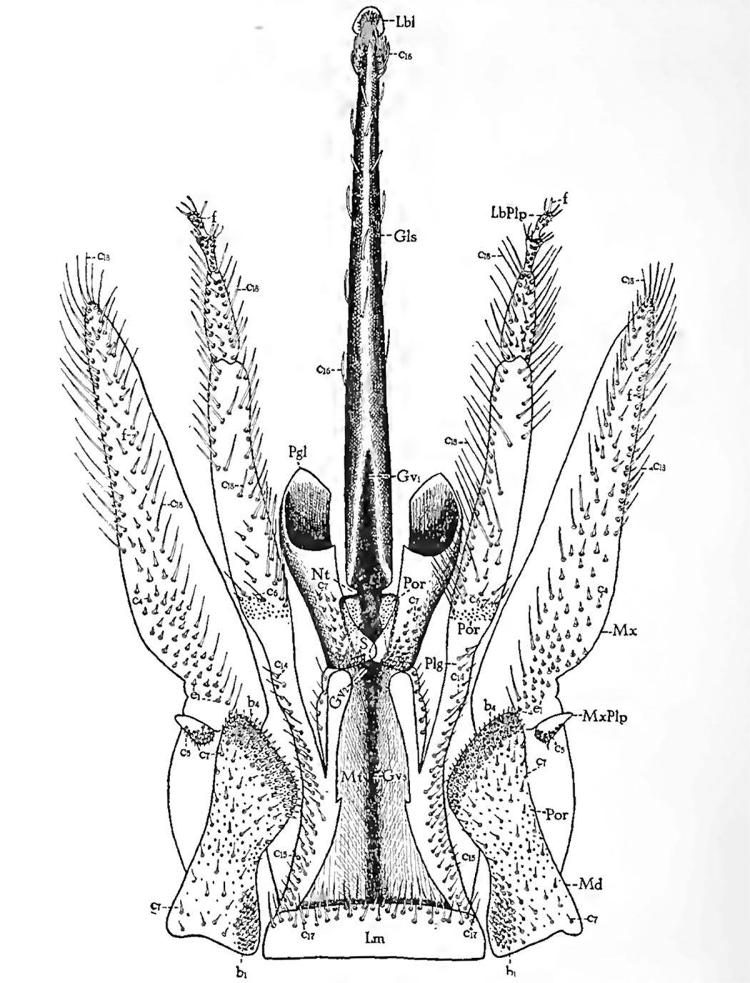Honey Bee Cannibalism | Bee Culture
