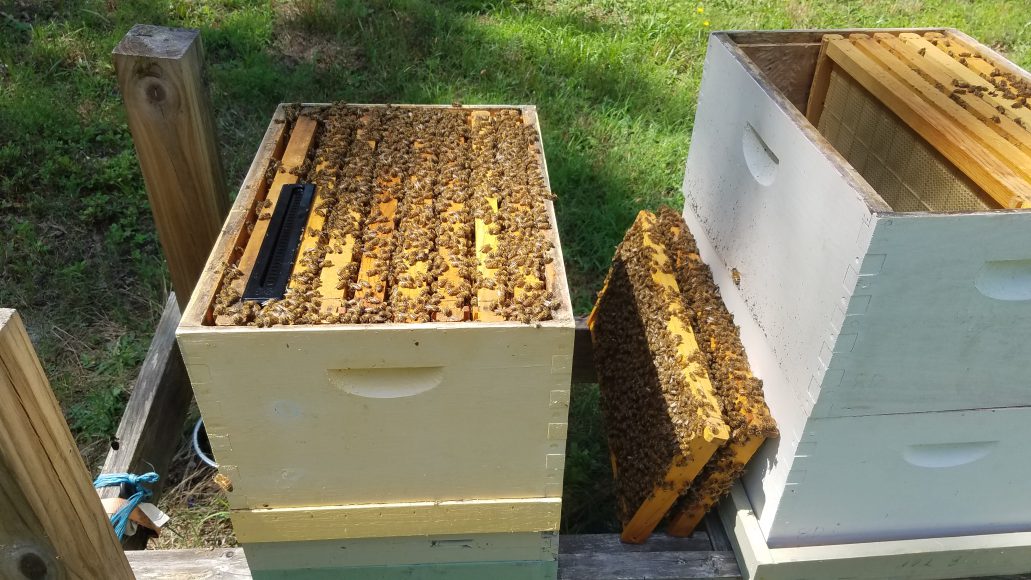 How to Inspect a Hive | Bee Culture