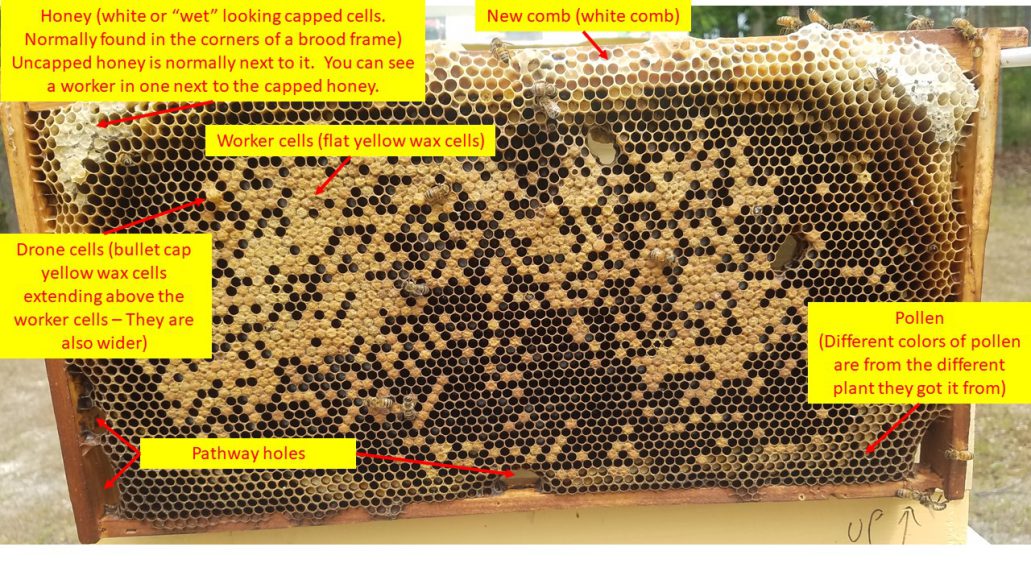 How to Inspect a Hive | Bee Culture