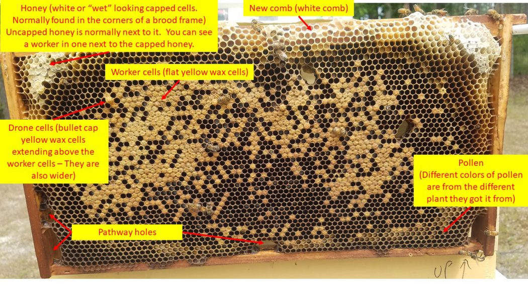 How to Inspect a Hive | Bee Culture