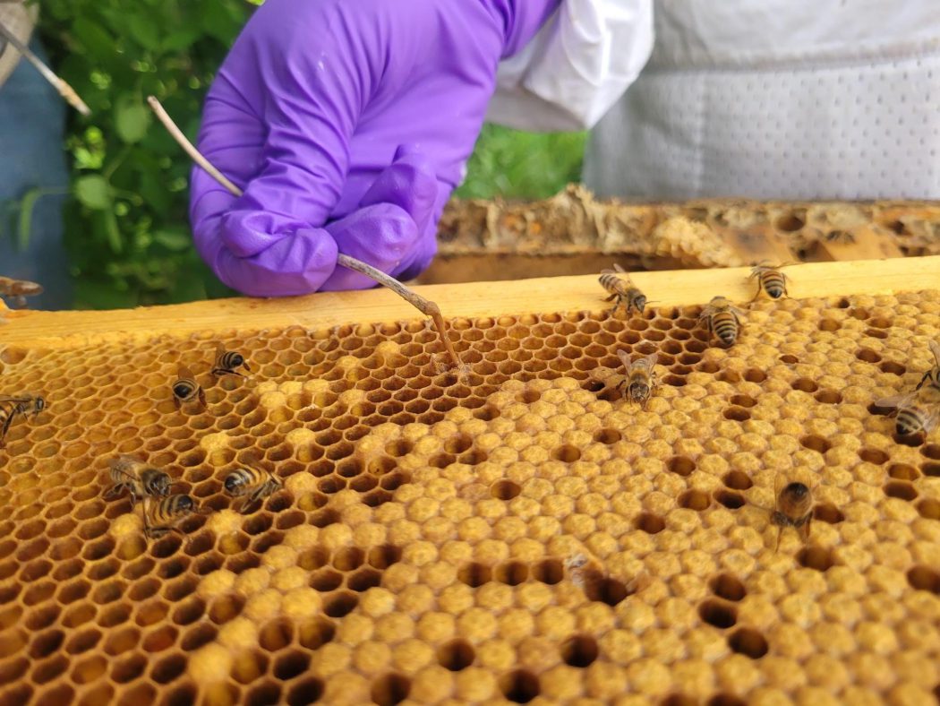 Minding Your Bees and Cues | Bee Culture