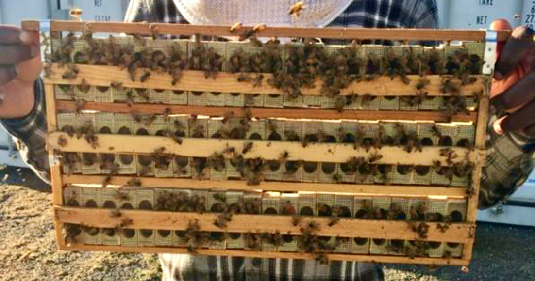 A Closer Look | Bee Culture