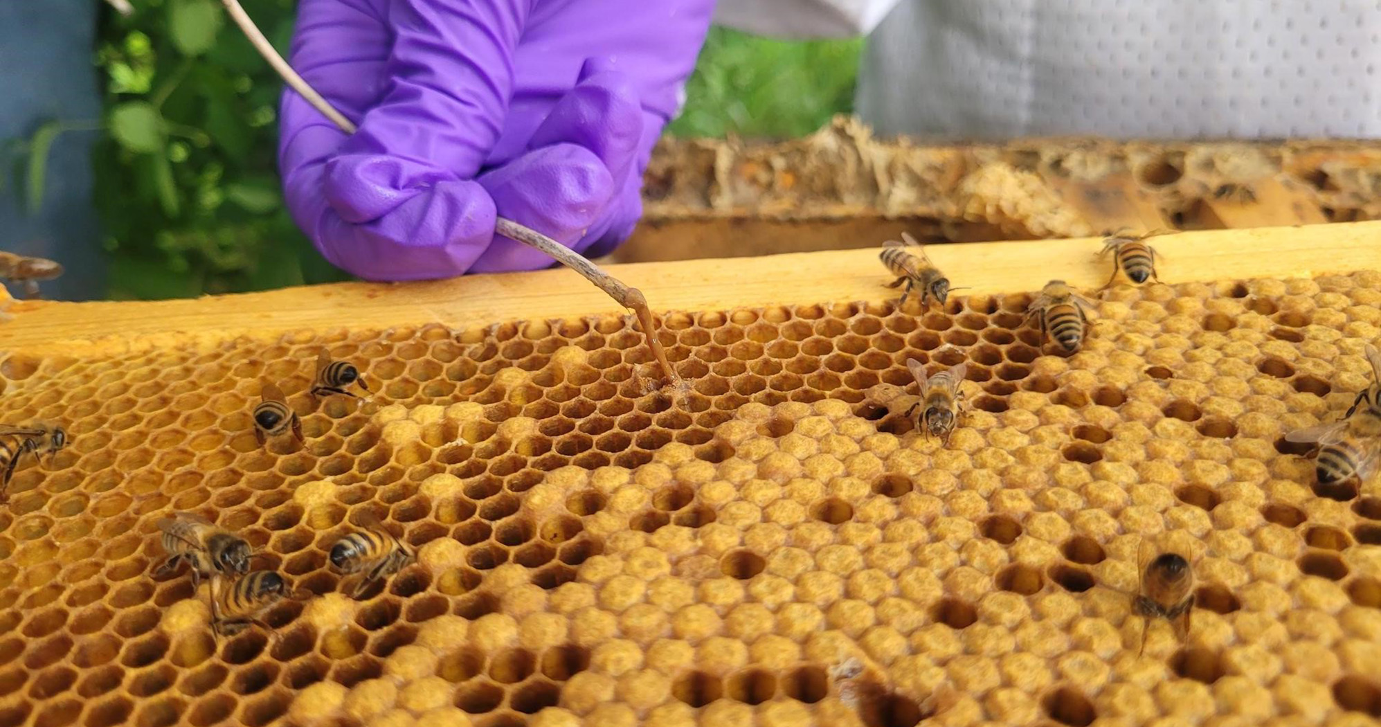 Minding Your Bees and Cues | Bee Culture