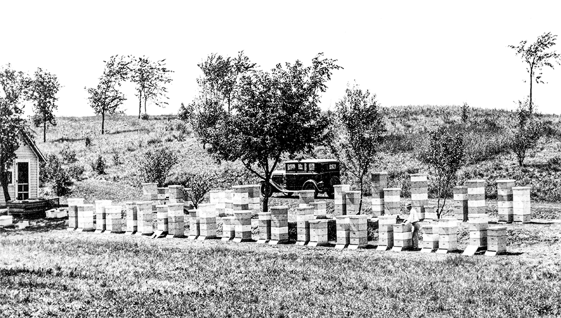 The Quiet Evolution of Apiary Mowing | Bee Culture