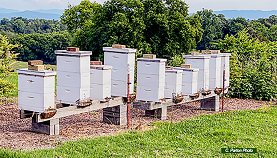 The Quiet Evolution of Apiary Mowing | Bee Culture