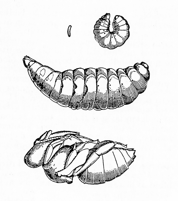 Some Bee Behavior Bullets | Bee Culture