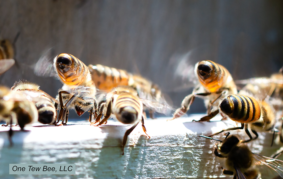 Some Bee Behavior Bullets | Bee Culture