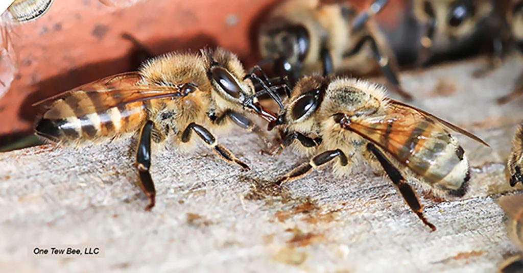 Some Bee Behavior Bullets | Bee Culture