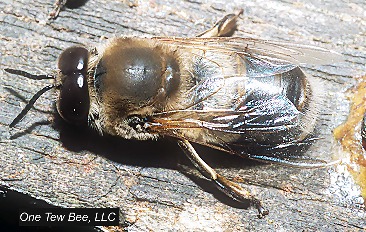 Some Bee Behavior Bullets | Bee Culture