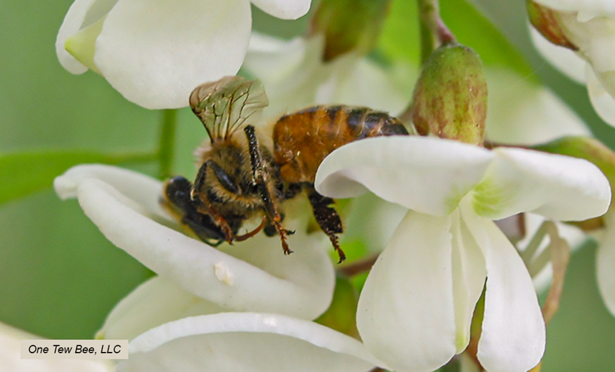 Some Bee Behavior Bullets | Bee Culture