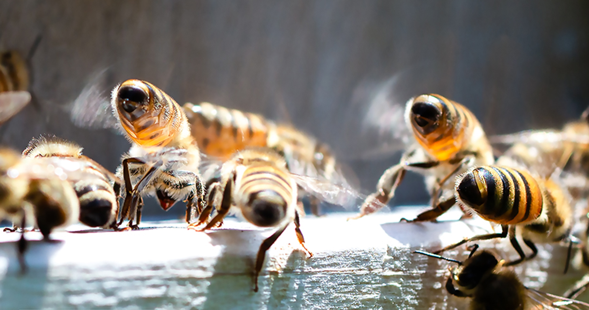 More Articles | Bee Culture