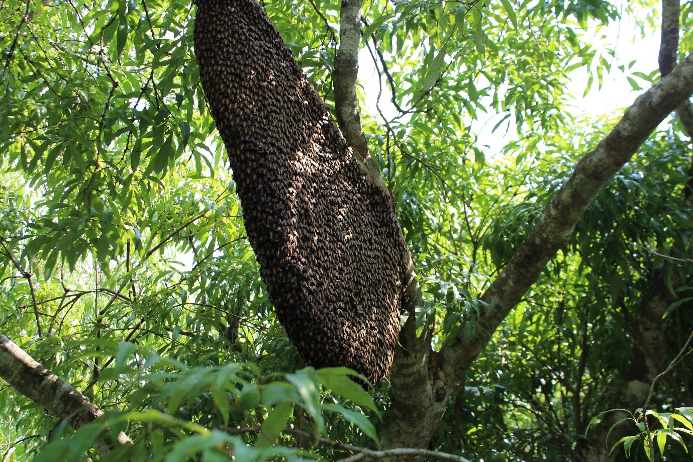 Tropilaelaps | Bee Culture