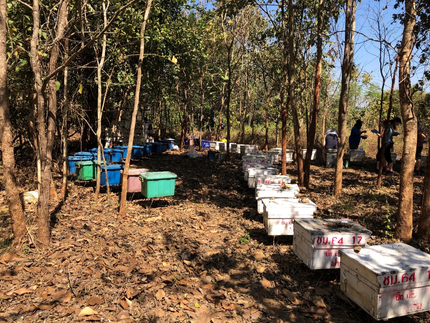 Tropilaelaps | Bee Culture