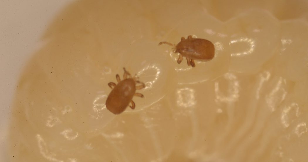 Tropilaelaps | Bee Culture