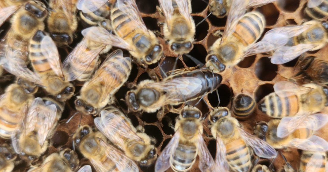More Articles | Bee Culture
