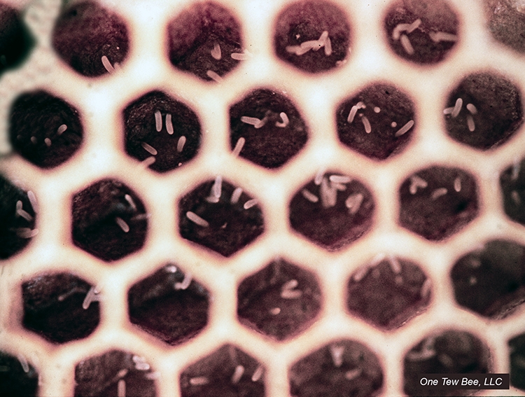 The Quiet, Quick Life of the Honey Bee Egg | Bee Culture