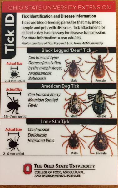 Beware of Ticks in the Apiary | Bee Culture