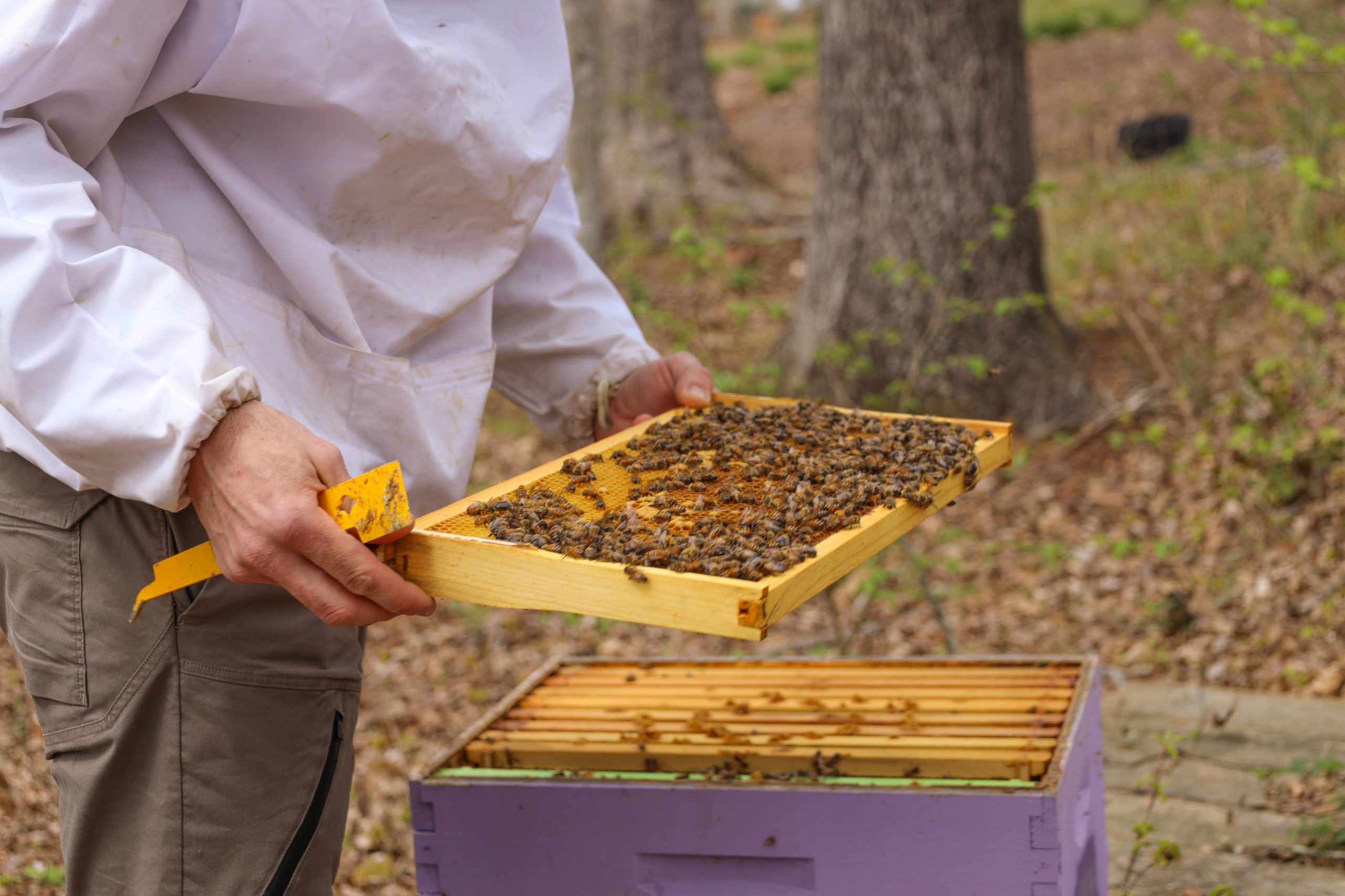 Behind the Scenes For The Bees | Bee Culture