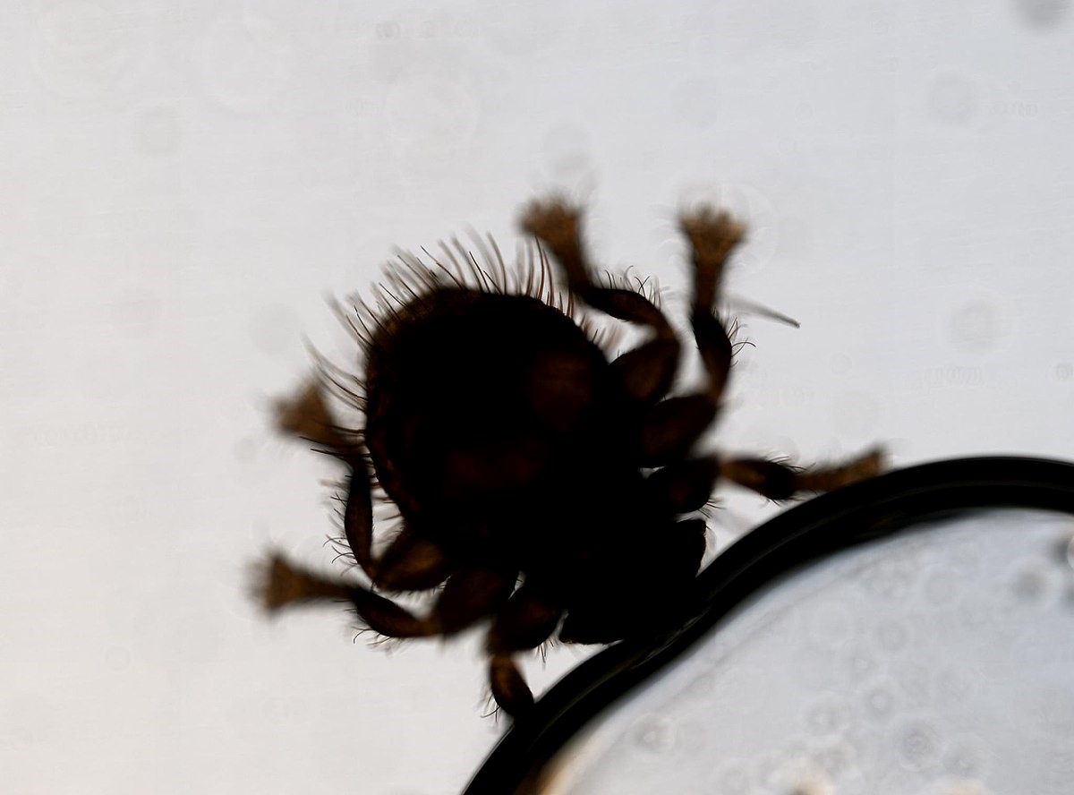 A Closer Look | Bee Culture